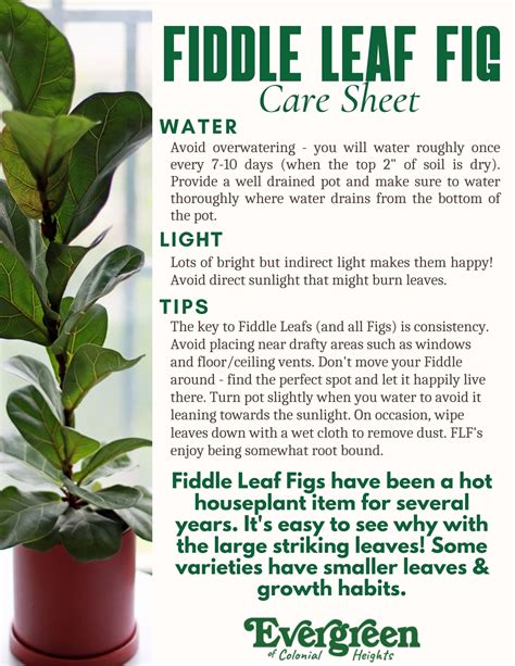 Care Sheet Fiddle Leaf Fig Evergreen Of Colonial Heights