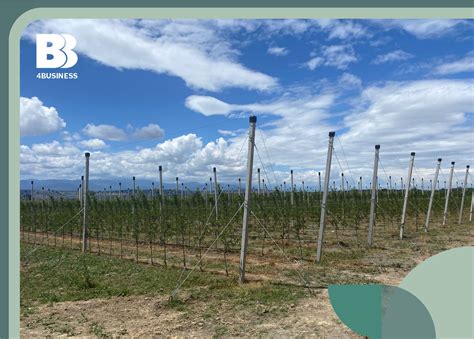 ბაზისბანკის ინვესტიციით გორში ინტენსიური ტიპის ვაშლის ბაღები გაშენდა Bpn