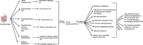 Figure From Advances In The Role Of Gut Microbiota In The Regulation Of The Tumor