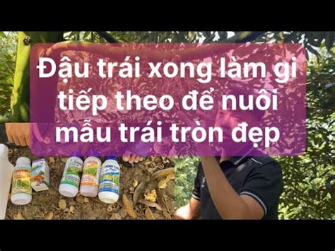 Đậu trái xong làm gì tiếp theo để trá chạy có mẫu trái tròn đẹp YouTube