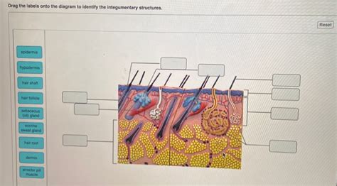 Solved Drag The Labels Onto The Diagram To Identify The Chegg