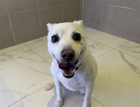 스피츠믹스 꿍이 이탈리아그레이하운드입양 치와와입양 폼스키입양 폼치입양 폼피츠입양 푸숑입양 고양이입양 랙돌입양 러시안블루입양 먼치킨입양 브리티쉬숏헤어입양 노르웨이숲입양 뱅갈