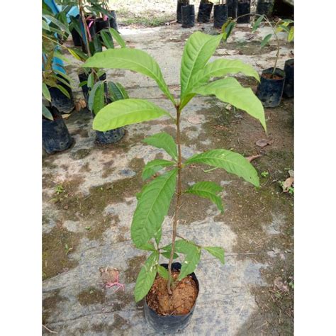 Pokok Putat Ulam Putat Shopee Malaysia
