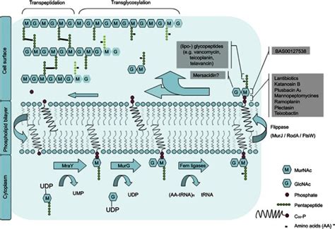 Membrane Bound Processes In The Bacterial Cell Wall Biosynthesis Cycle Download Scientific