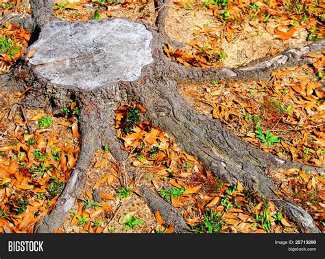 Tree Stump Roots Image And Photo Free Trial Bigstock