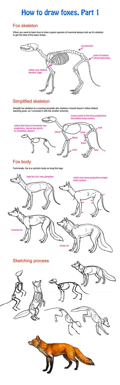 Fox Anatomy For Artists