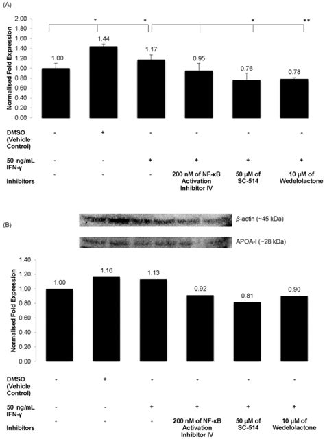 Effects Of Ifn γ And Nf κb Signalling Pathway Inhibitors On Apoa I A