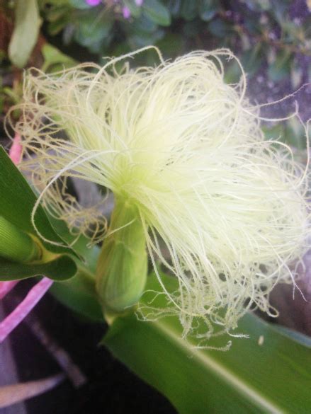 Growing Sweet Corn At Home Encouraging Treats