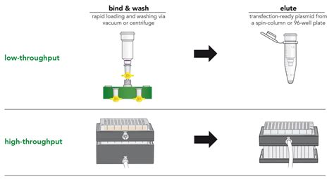 Zymopure Transfection Grade Plasmid Dna Lucerna Chem Ag