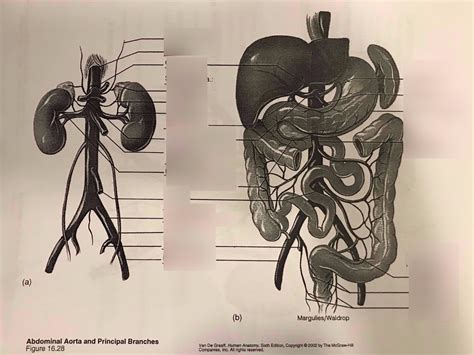 Abdominal Aorta And Principal Branches Diagram Quizlet