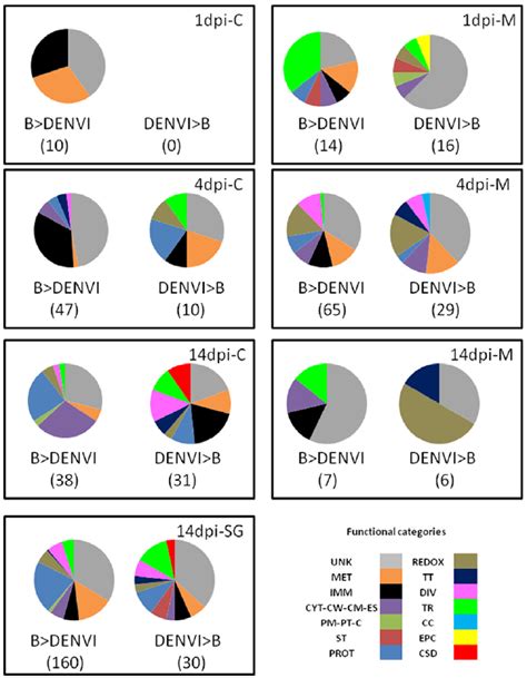 Functional Categories Of Genes Whose Transcripts Accumulate