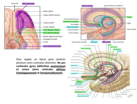 App 9 Système Limbique Mémoire Flashcards Quizlet