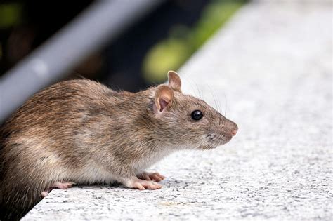 Los Angeles Rodent Control Green Earth Pest Control
