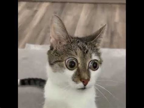 Goofy Ahh Cat With Big Eyes Stare Out Their Soul Huge Eyes Reaction