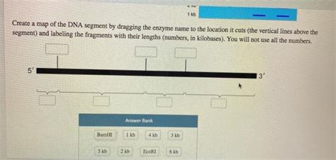 Solved 1 Kb Create A Map Of The DNA Segment By Dragging The Chegg Com