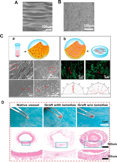 The Influence Of Surface Topography On Cell Morphology And Biological Download Scientific