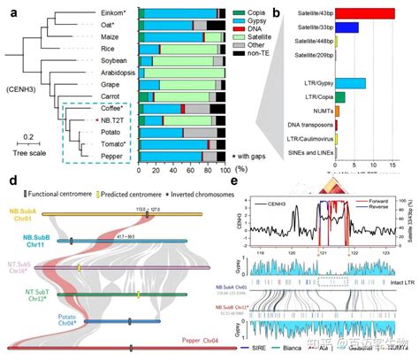 Nature Plants 国际上首个多倍体植物完整基因组已被报道 知乎