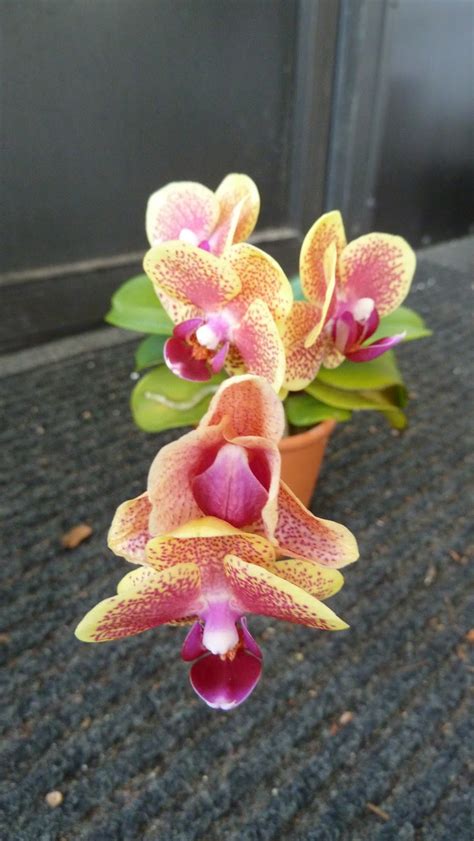 Hooray Plants Some More Booming Orchids