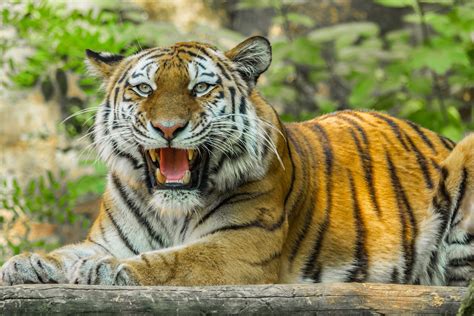 Tiger The Real King Of The Big Cats Must Read If You Love Tigers LiveMinty