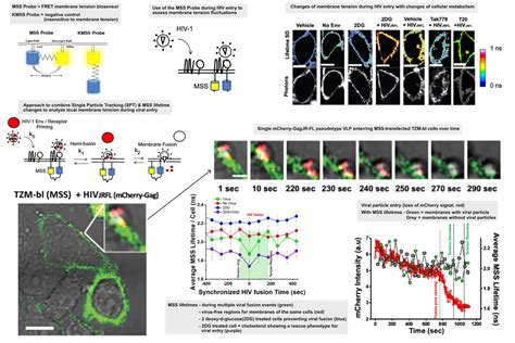 Advanced Quantitative Fluorescence Microscopy To Probe The Molecular