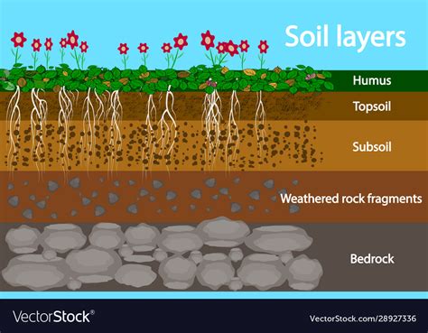 Soil Layers Diagram For Layer Royalty Free Vector Image