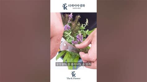 붓들레아 겨울전까지 계속 꽃이 피게 만드는 방법 정원 꽃 가드닝 Youtube