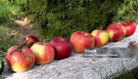 아름답고 육즙이 많은 사과는 나무 배경에 놓여 있습니다 가을 정물 자연 채광 아름다운 그림 0명에 대한 스톡 사진 및 기타 이미지 Istock