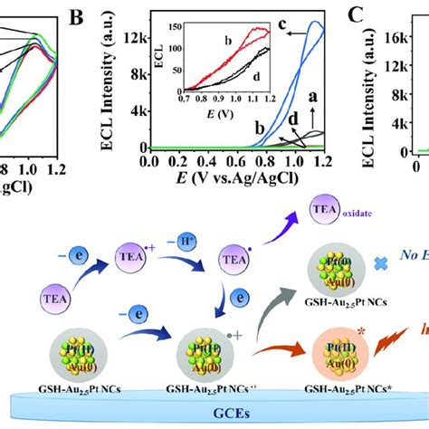 Cvs A Ecl Potential Profiles B And Ecl Time Profiles C Of 1 Download Scientific Diagram