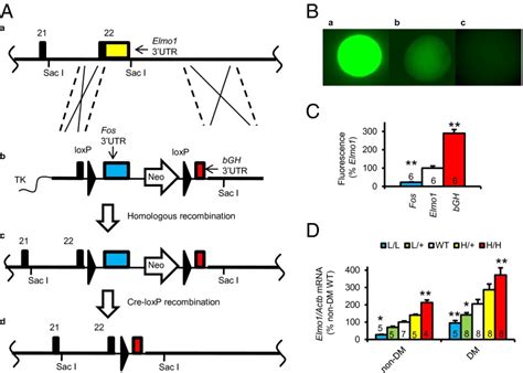 High Elmo1 Expression Aggravates And Low Elmo1 Expression Prevents Diabetic Nephropathy Pmc