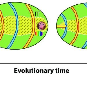 PDF The Organization And Operation Of Inferior Temporal Cortex