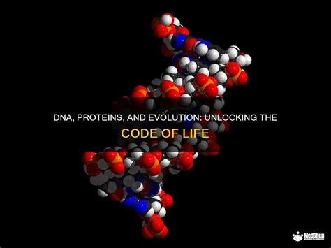Dna Proteins And Evolution Unlocking The Code Of Life Medshun