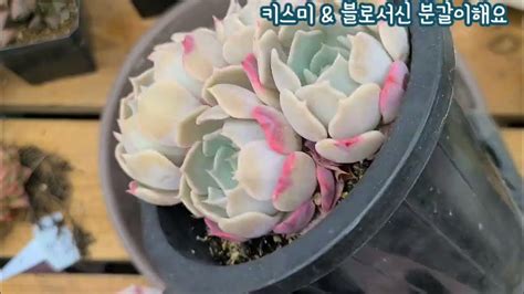 꽃나래다육의 군생 키스미 And 블로서신 분갈이해요~ 색감이 너무 예쁜 키스미군생 단단하게 굳어진 블로서신~ Youtube