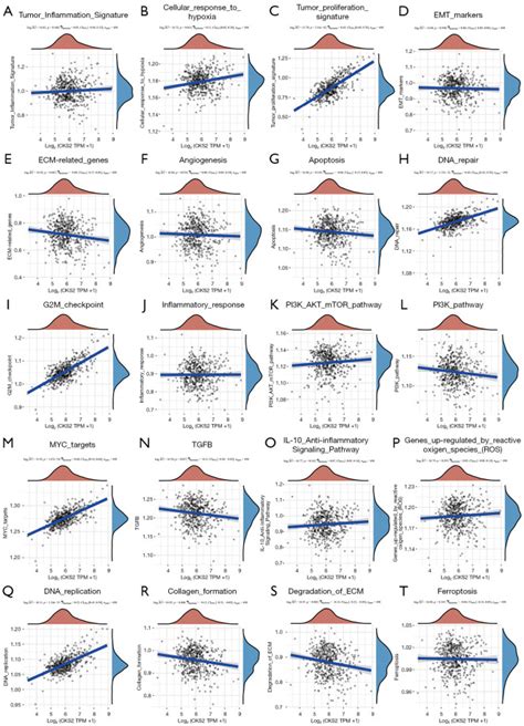 Upregulation Of Cks2 In Immunosuppressive Cells Is Associated With