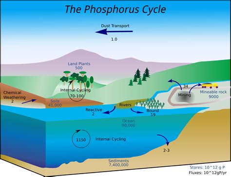 What Is The Phosphorus Cycle ClimaTalk Climate Is Talking