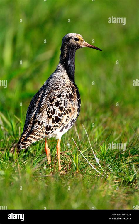 Single Ruff Bird On Grassy Wetlands During A Spring Nesting Period