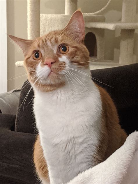 Finding Nemo Cat Adorable Cat To Follow On Instagram Cute Cats Cats Kitty