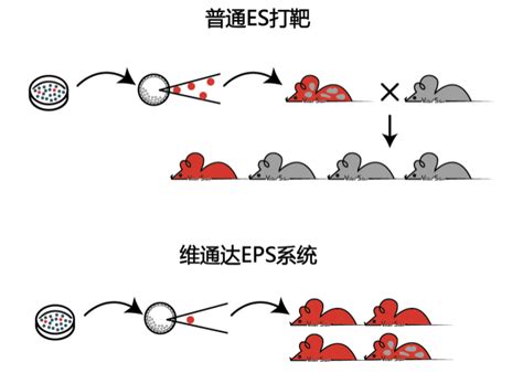 Es 细胞打靶 Eps细胞打靶 基因编辑对象与核心技术 维通达生物技术有限公司