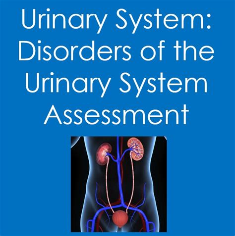 Disorders Of The Urinary System Assessment Anatomy And Physiology