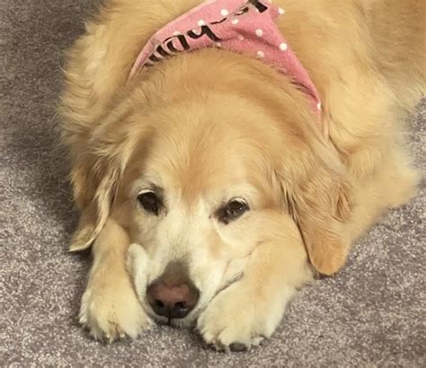 Nonno Di Anni Saluta Per Sempre Il Cane In Modo Commovente