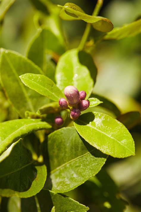 Eureka Lemon Citrus X Limon Eureka