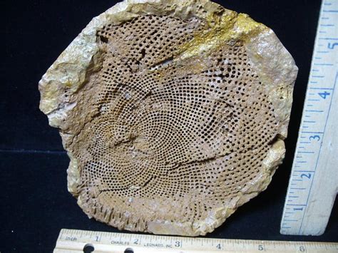 Very Rare Red Fossil Algae 072724b The Stones And Bones Collection