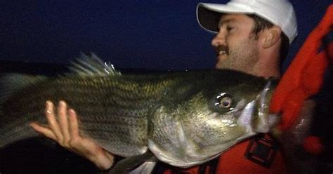 Nearly 30 Lb Striped Bass Rkayakfishing