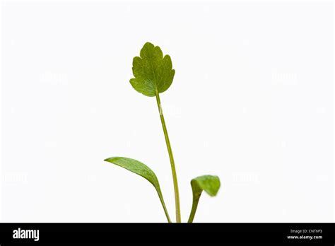 Pastinaca Saliva Parsnip Seedling Against A White Background Stock