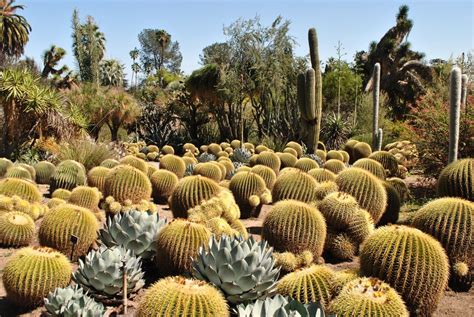 The Hidden Beauty Of Xerophytes Dengarden