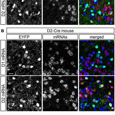 Cell Type Specific Gene Expression In Dopamine Receptor D1 And Download Scientific Diagram