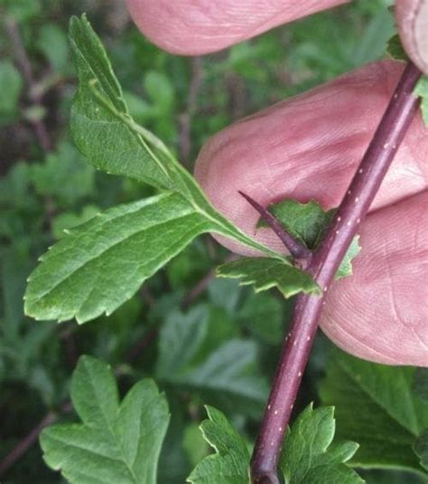 Thorns Tree Guide Uk Tree Identification By Thorns