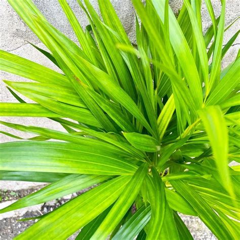 Семена Хризалидокарпус Комнатная Пальма, Семена, 5 шт. Цена от 385 руб ...