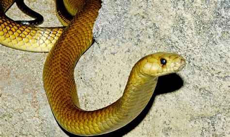 Cape Cobra Los Angeles Zoo And Botanical Gardens