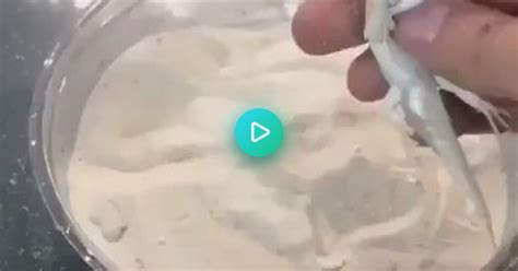 Scincus Scincus Also Known As Sand Fish Skink Album On Imgur