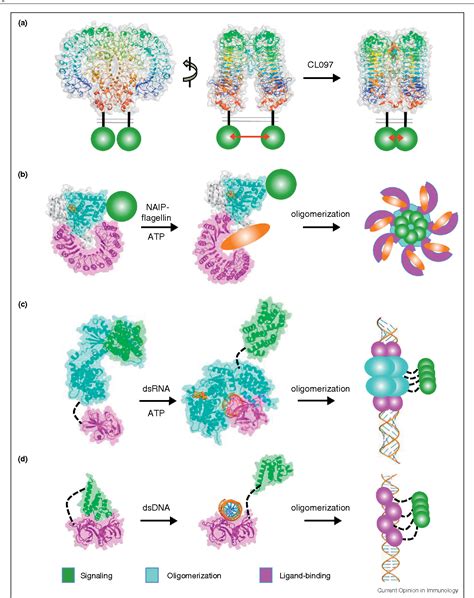 Figure 1 From Structures Of Pattern Recognition Receptors Reveal